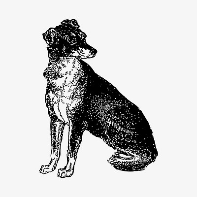 Scottish Deerhound Domesticated Animals British | Free Photo ...