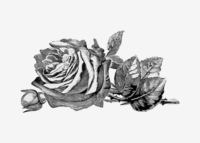 Vintage Victorian style rose engraving | Premium Vector Illustration ...