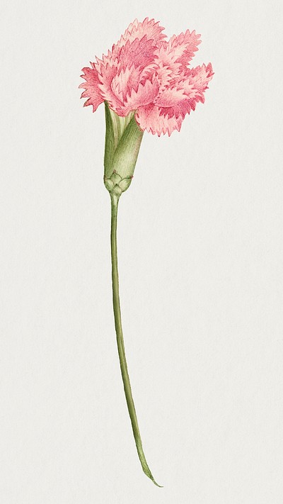 Vintage carnation flower botanical illustration | Premium Photo - rawpixel