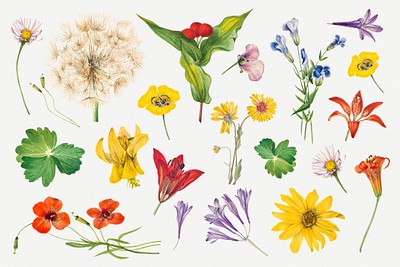 Psd blooming flowers illustration drawing | Premium PSD - rawpixel