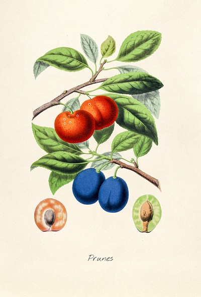 Antique illustration of fruit | Free Photo Illustration - rawpixel