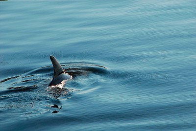 A dolphin's dorsal fin cuts | Free Photo - rawpixel