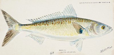 Antique fish Arripis trutta (NZ) | Free Photo Illustration - rawpixel