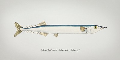 Antique drawing watercolor fish Scomberesox | Free Photo Illustration ...