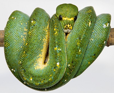 Green Tree Python (2007) Smithsonian | Free Photo - rawpixel