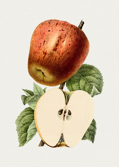 Hand drawn red apple. Original | Free Photo Illustration - rawpixel
