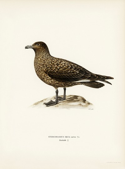 Great skua (Stercorarius skua) illustrated | Free Photo Illustration ...
