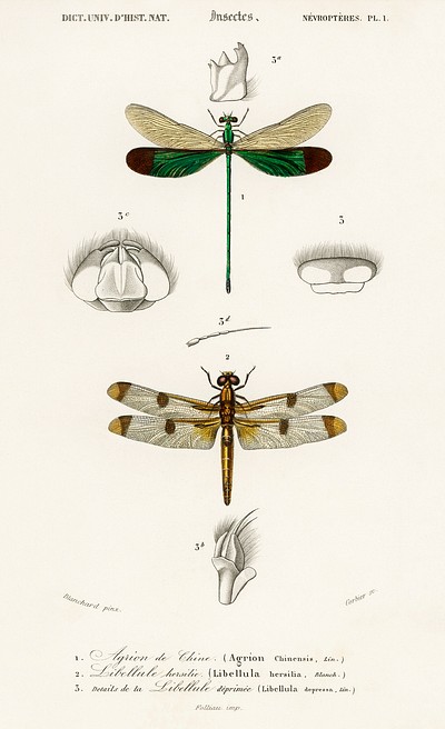 Different types of dragonflies illustrated | Free Photo Illustration ...