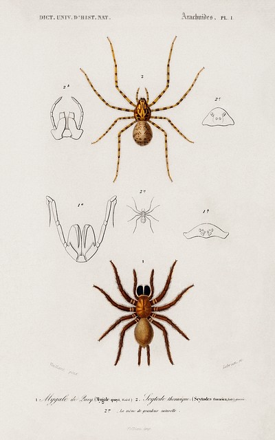 Different types of spiders illustrated | Free Photo Illustration - rawpixel