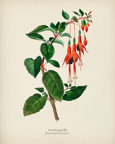 Hummingbird fuchsia (Fuchsia gracilis) illustrated | Premium Photo ...