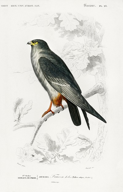 Red-footed Falcon (Falco rufipes) illustrated | Free Photo Illustration ...