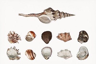 Different types of mollusks illustrated | Premium Photo - rawpixel