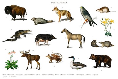 Different types of animals illustrated | Premium PSD - rawpixel