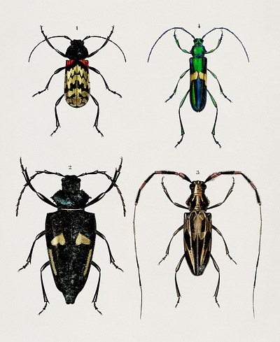 Different types of beetles illustrated | Premium PSD - rawpixel