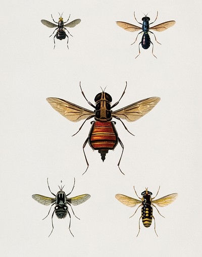 Different types insects illustrated Charles | Premium PSD - rawpixel