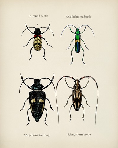 Different types of beetles illustrated | Premium Photo - rawpixel