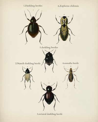 Different types of beetles illustrated | Premium Photo - rawpixel