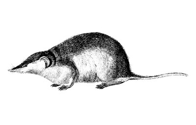 Vintage illustrations of Shrew | Premium PSD - rawpixel