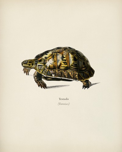 Tortoises (Testudo) illustrated by Charles | Premium Photo Illustration ...