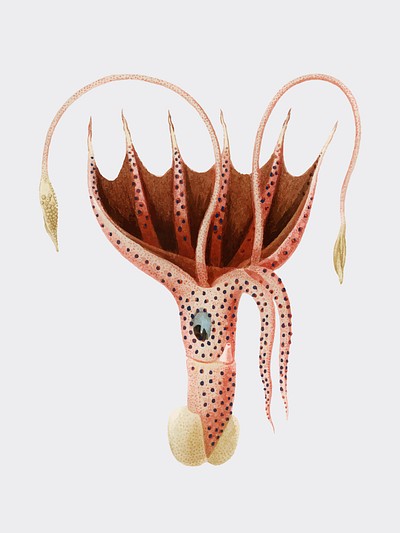 umbrella squid (Histioteuthis bonnellii) illustrated | Premium Vector ...