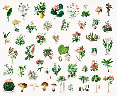 Different types of plants illustrated | Premium PSD - rawpixel