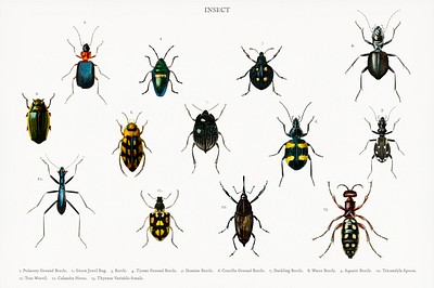 Different types of insects illustrated | Premium Photo - rawpixel