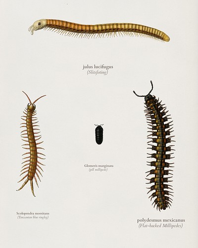 Different types millipede illustrated Charles | Premium PSD - rawpixel