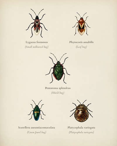 Different types insects illustrated Charles | Premium Photo - rawpixel