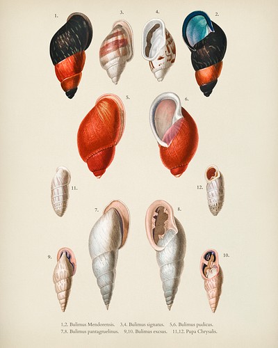 Different types mollusks illustrated Charles | Premium Photo - rawpixel