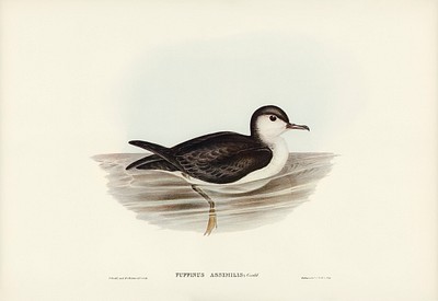 Allied Petrel (Puffinus assimilis) illustrated | Free Photo ...
