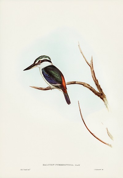 Red-backed Halcyon (Halcyon pyrrhopygia) illustrated | Free Photo ...