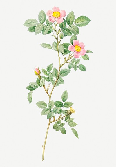 Montezuma Rose Les Roses (1817–1824) | Free Photo Illustration - rawpixel