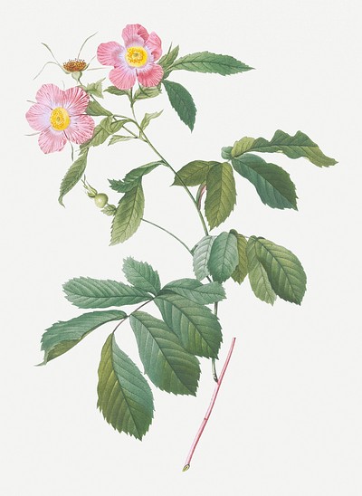 Variegated Alpine Rose, Rosa alpina | Free Photo Illustration - rawpixel