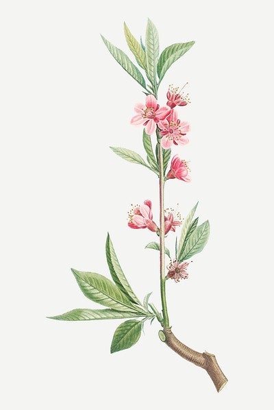Vintage pink flower branch vector | Premium Vector Illustration - rawpixel