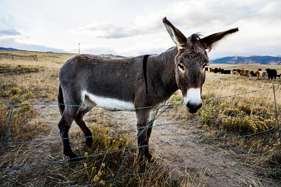 A burro stands in what | Free Photo - rawpixel
