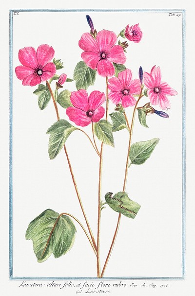 Tree Mallow (ca. 1772 –1793) | Free Photo Illustration - rawpixel