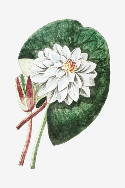 Nymphaea Alba Major (ca. 1772 | Free Photo Illustration - rawpixel