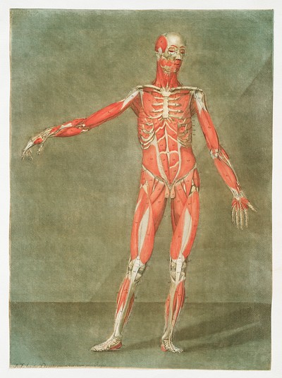 This fascinating collection anatomical illustrations | Free Photo ...