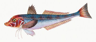 Grey Gurnard Natural History British | Free Photo Illustration - rawpixel