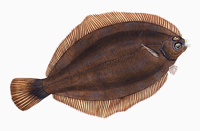 Turbot Natural History British Fishes | Free Photo Illustration - rawpixel