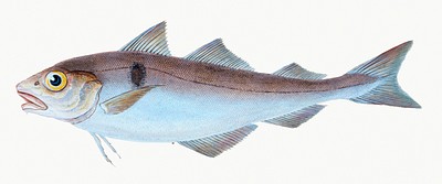Haddock Natural History British Fishes | Free Photo Illustration - rawpixel