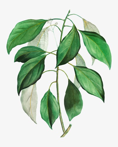 Camphor tree branch transparent png | Premium PNG Sticker - rawpixel