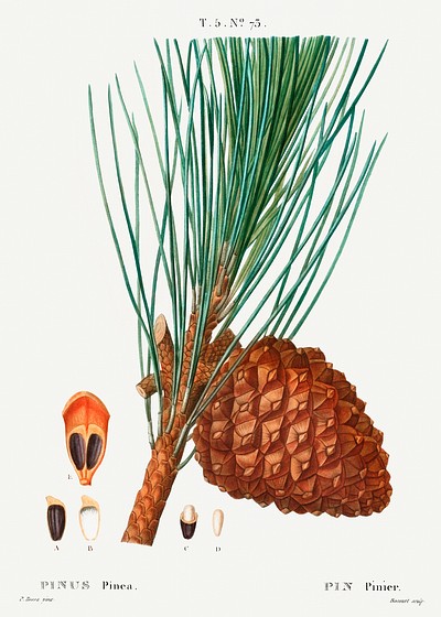 Stone pine (Pinus pinea) Traité | Free Photo Illustration - rawpixel