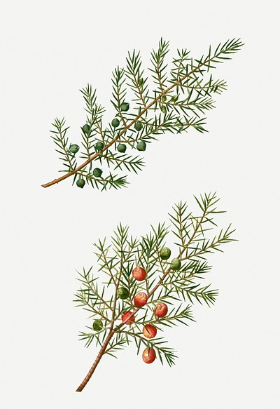 Common juniper, Juniperus communis and | Free Photo Illustration - rawpixel