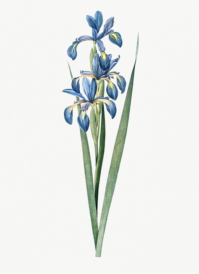Vintage Illustration of Blue iris | Premium PSD Illustration - rawpixel