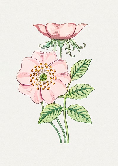 Vintage wild rose flower design | Premium PSD Illustration - rawpixel