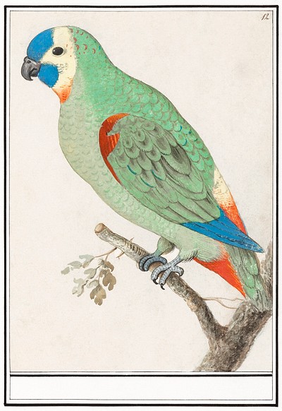 Blue-fronted amazon, amazona aestiva (1596–1610) | Free Photo ...