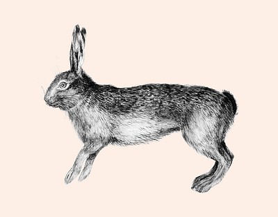 Vintage hare illustration | Premium PSD Illustration - rawpixel