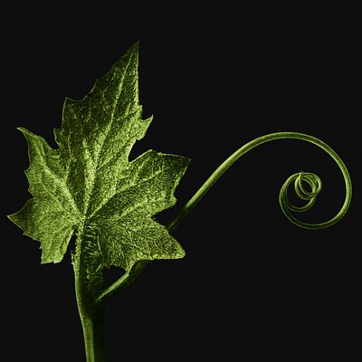 Green Bryonia Alba (White Bryony) | Premium PSD - rawpixel