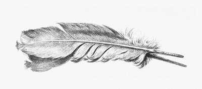 Feather vintage illustration | Premium PSD - rawpixel